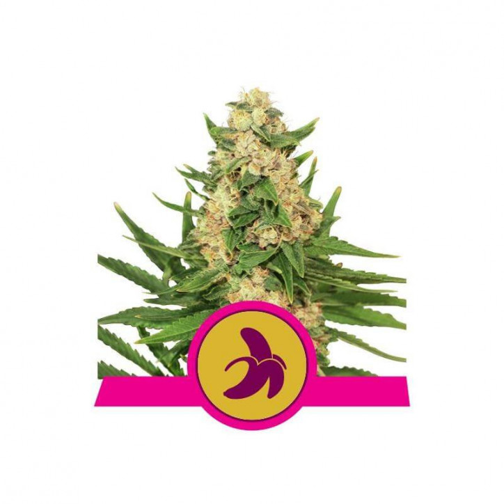Royal queen seeds semillas marihuana