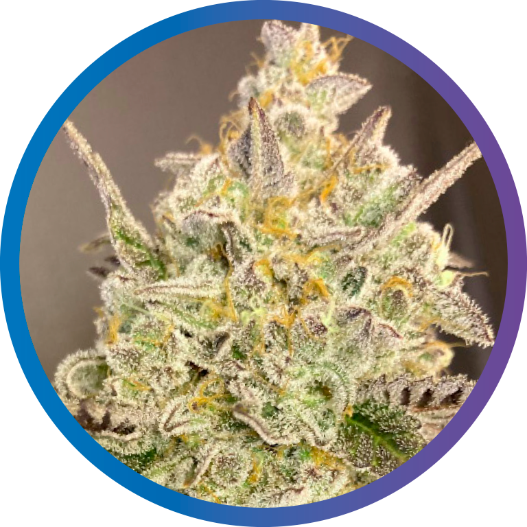 Magnum XXL Chef Genetics 5 Semillas Automáticas