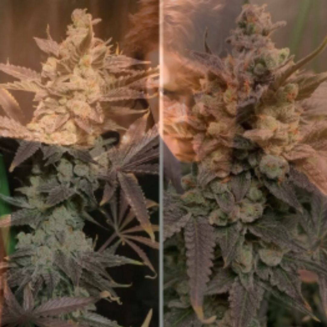 Skywalker Haze Fem x100 - Dutch Passion Solo Despacho