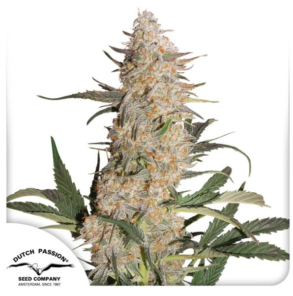 Auto Critical Orange Punch x100 - Dutch Passion Solo Despacho