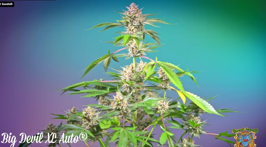 Big Devil Xl Auto 100 Semillas Sweets Seeds Solo Despacho