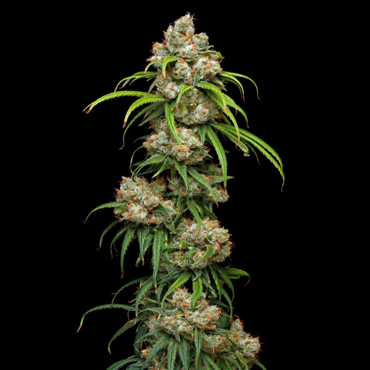 Pineapple X – 3u – Phat Panda semilla de marihuana sativa